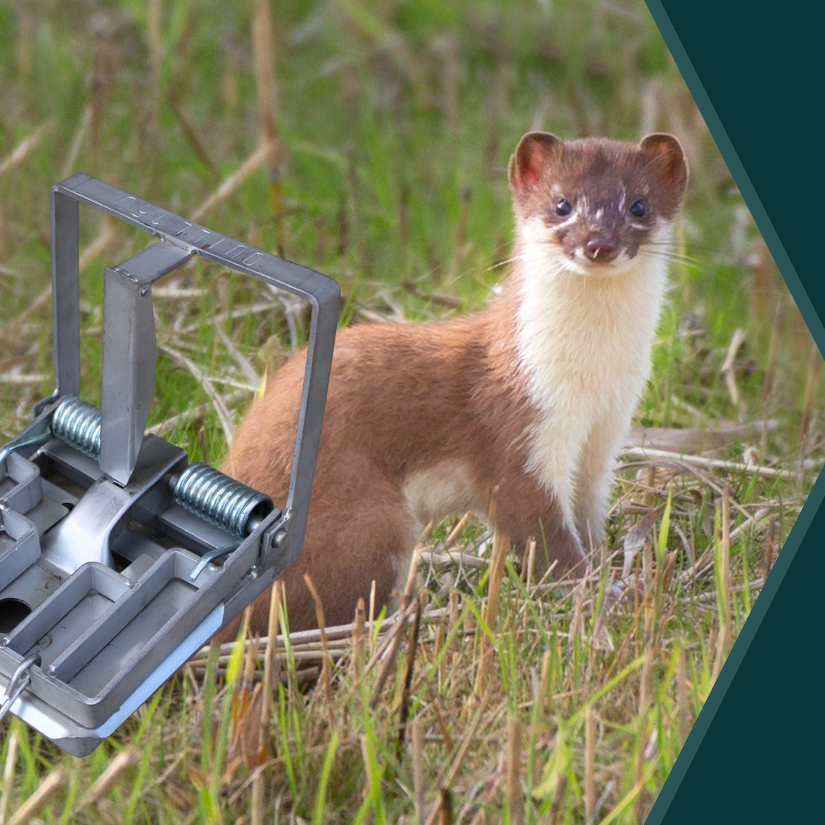 Quill 150 Spring Trap Is Approved For Use In England, Scotland & Wales ...