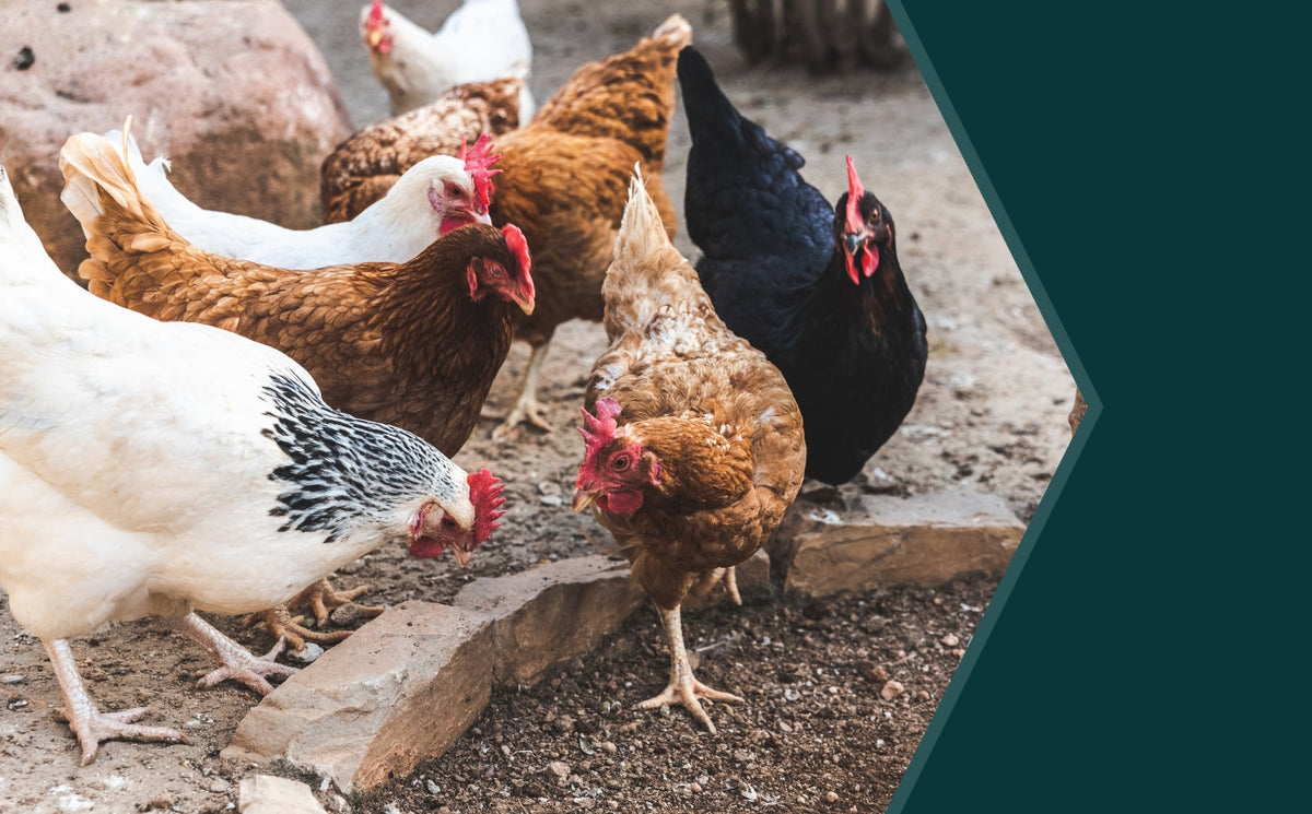 Protecting Your Flock From Bird Flu This Winter – Quill Productions