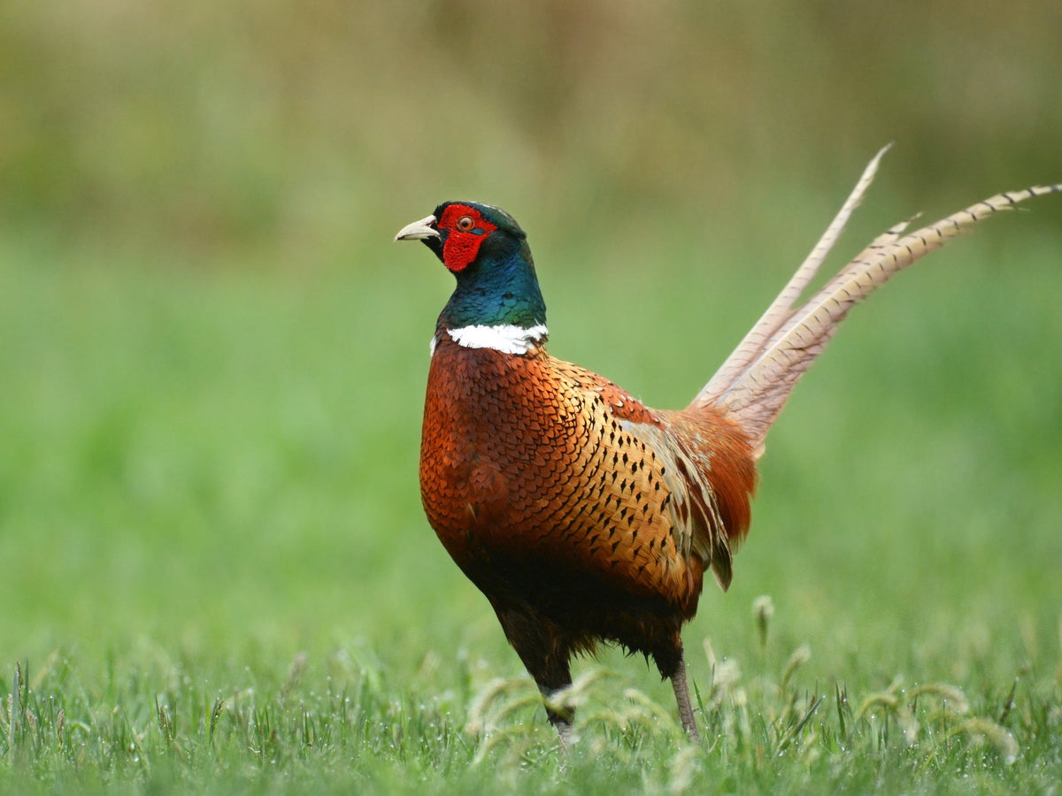 Gamekeeping Supplies | Pheasant, Partridge and Game Bird Rearing ...