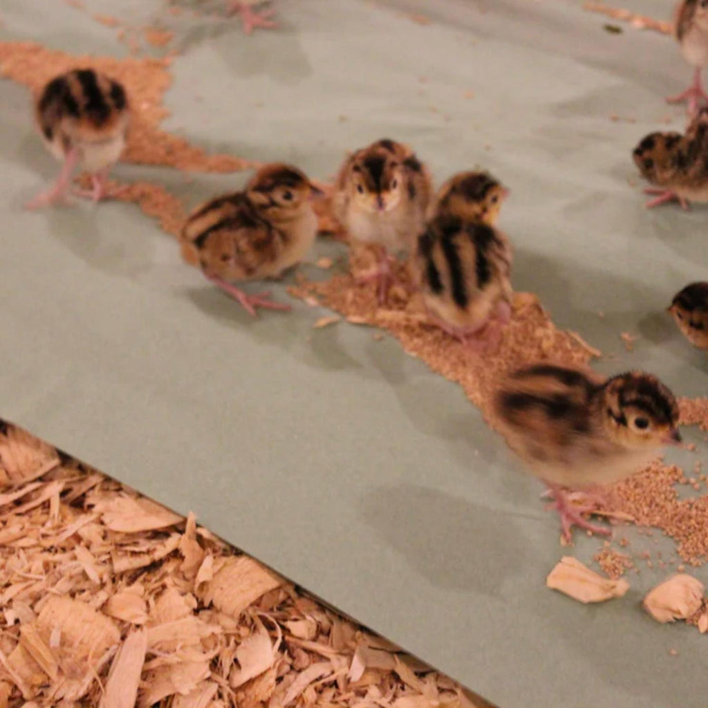 Intra Chick Paper Power | Game and Poultry Broilers | 600m – Quill ...