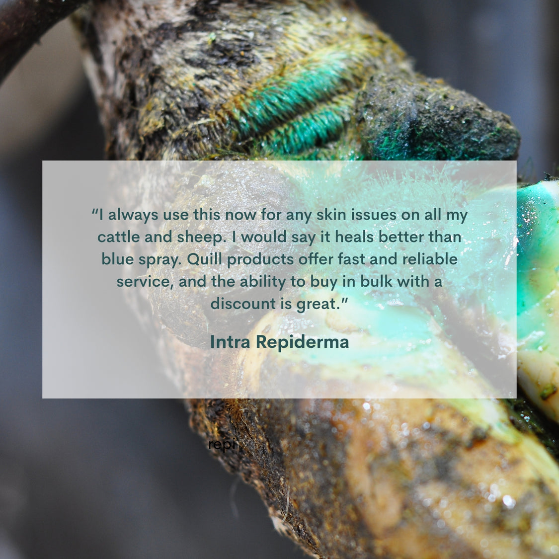 Intra Repiderma Hoof and Skin Spray for Animals – Quill Productions