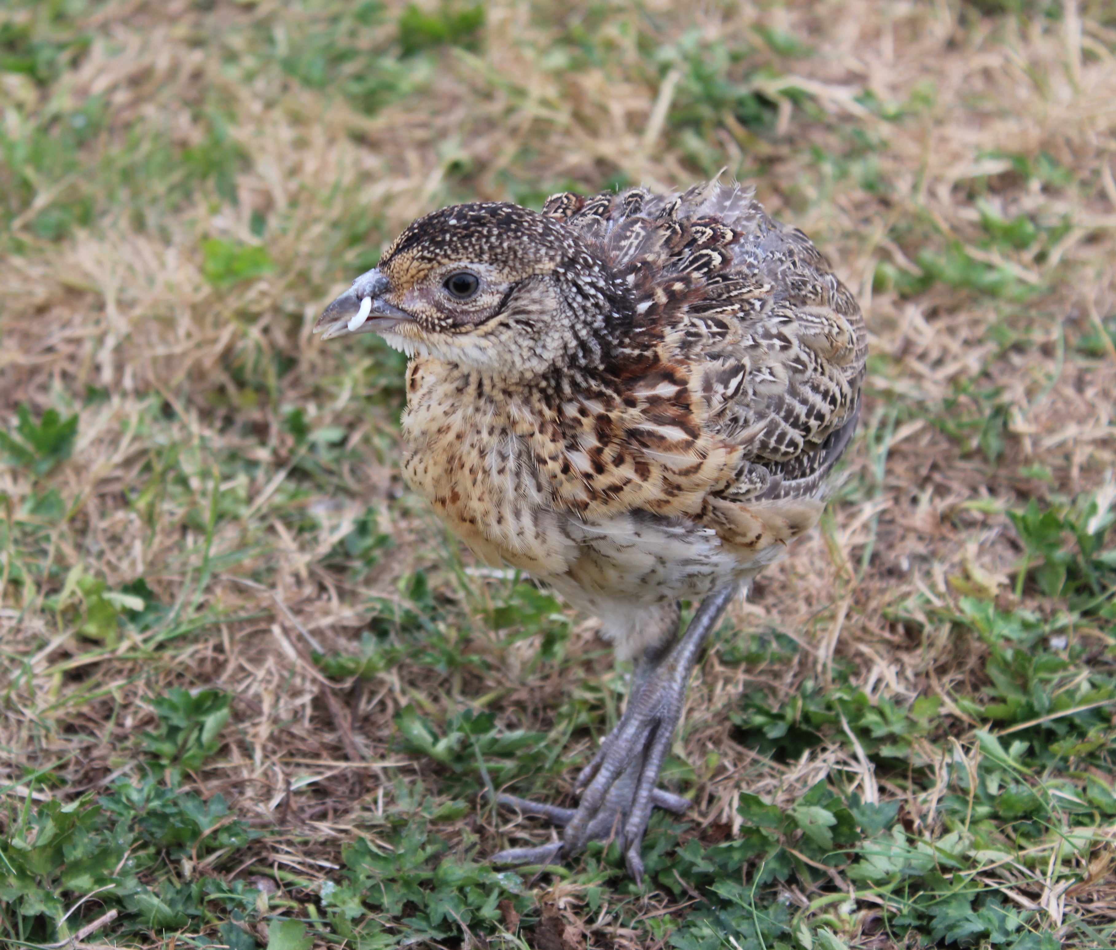 Innovative Products for Gamekeeping and Farming | Made in Dorset, UK ...